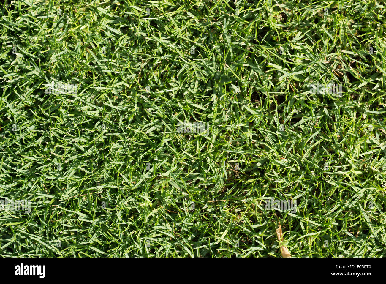 Green grass texture Stock Photo - Alamy