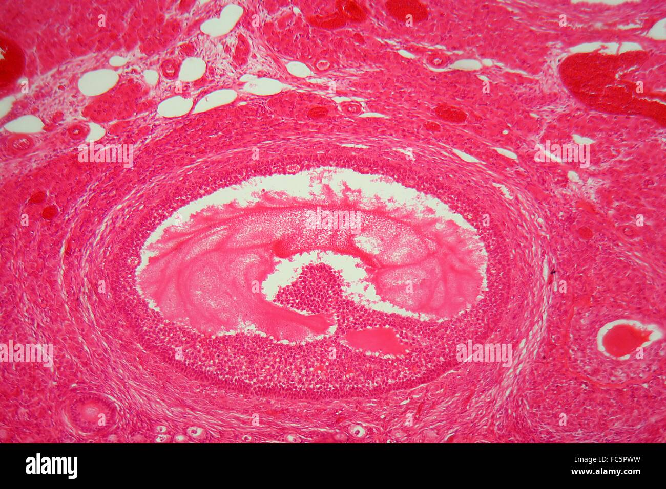 Ovary tissue under the microscope Stock Photo - Alamy