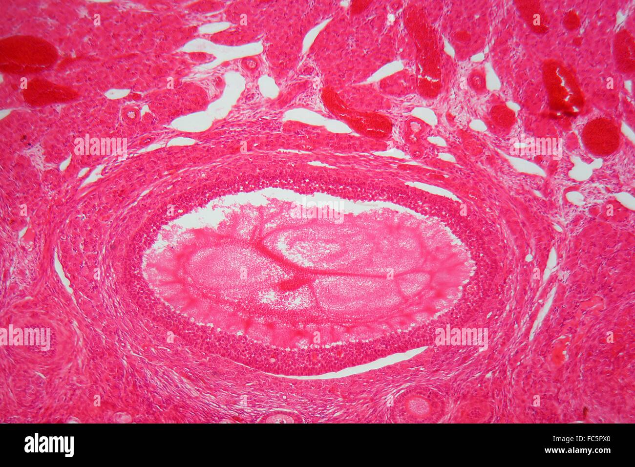 Ovary micrograph hi-res stock photography and images - Alamy