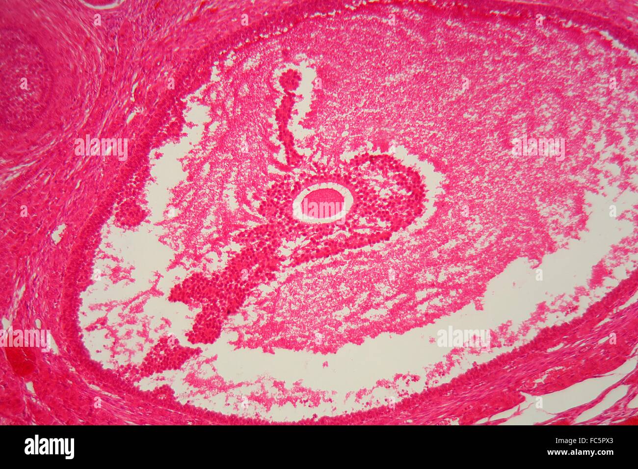 Ovary tissue under the microscope Stock Photo - Alamy