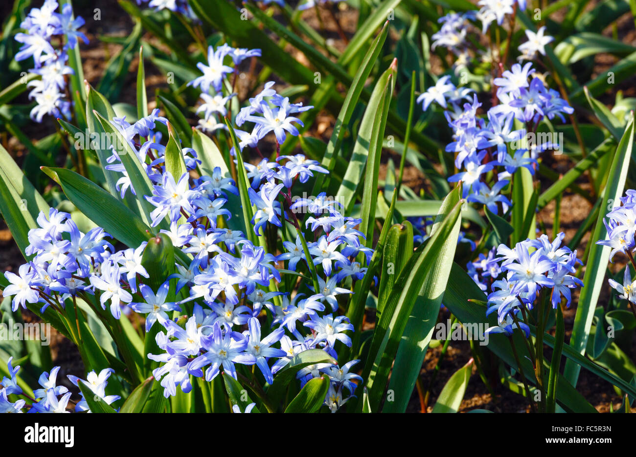 Spring blue flowers closeup Stock Photo - Alamy