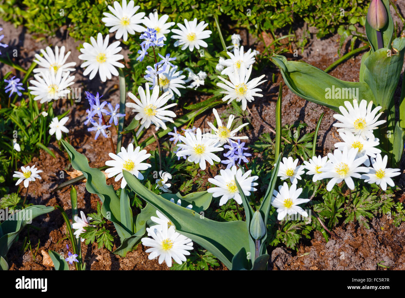 Anemone blanda White Splendour flowers Stock Photo - Alamy