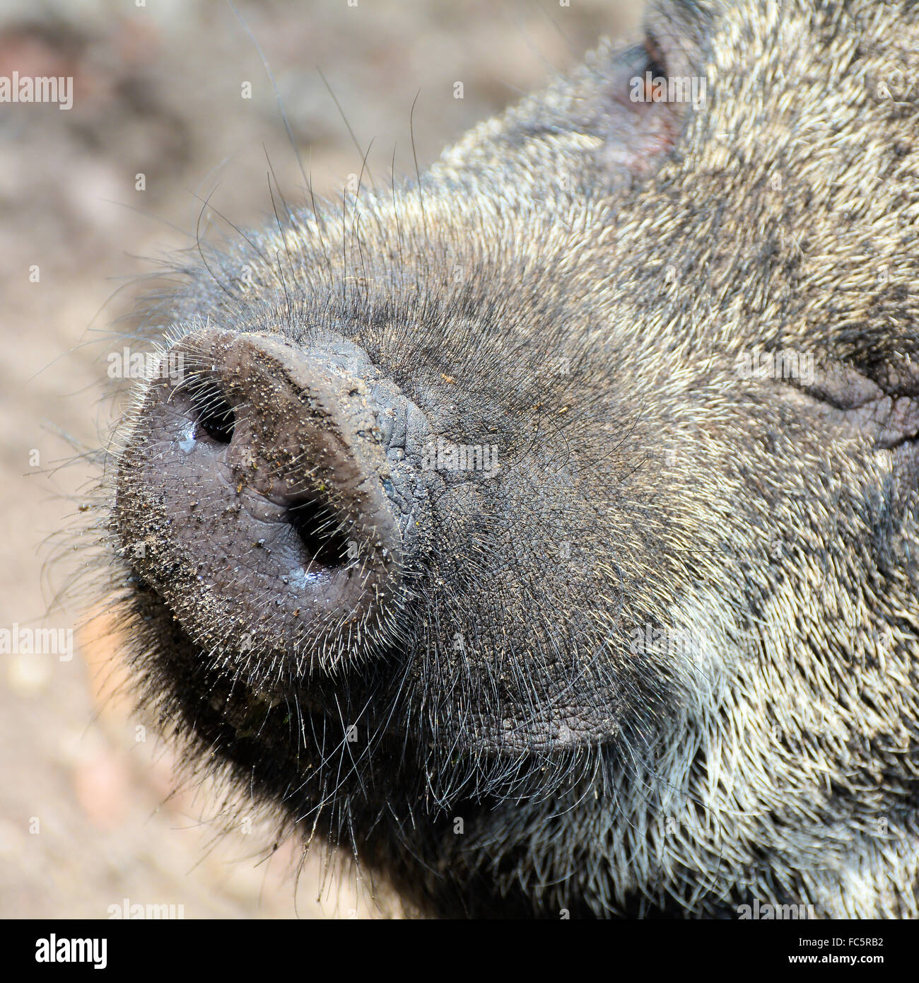 Portrait of a pot-bellied pig Stock Photo - Alamy