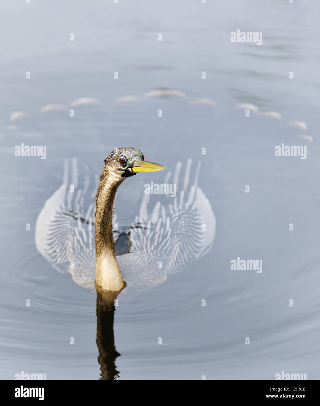 Behavior anhinga hi-res stock photography and images - Alamy