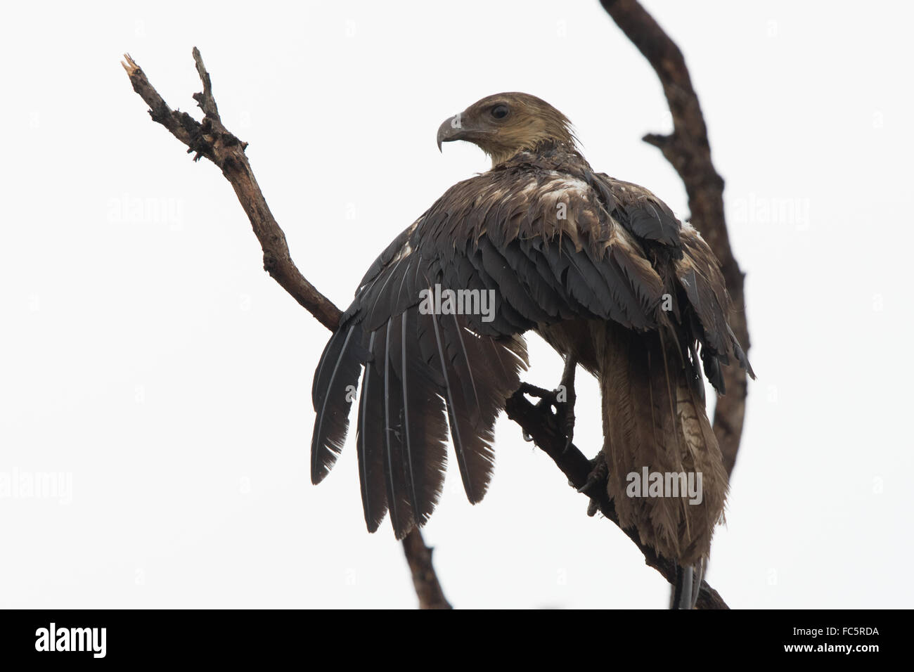 Eagle wings feathers spread hi-res stock photography and images - Alamy