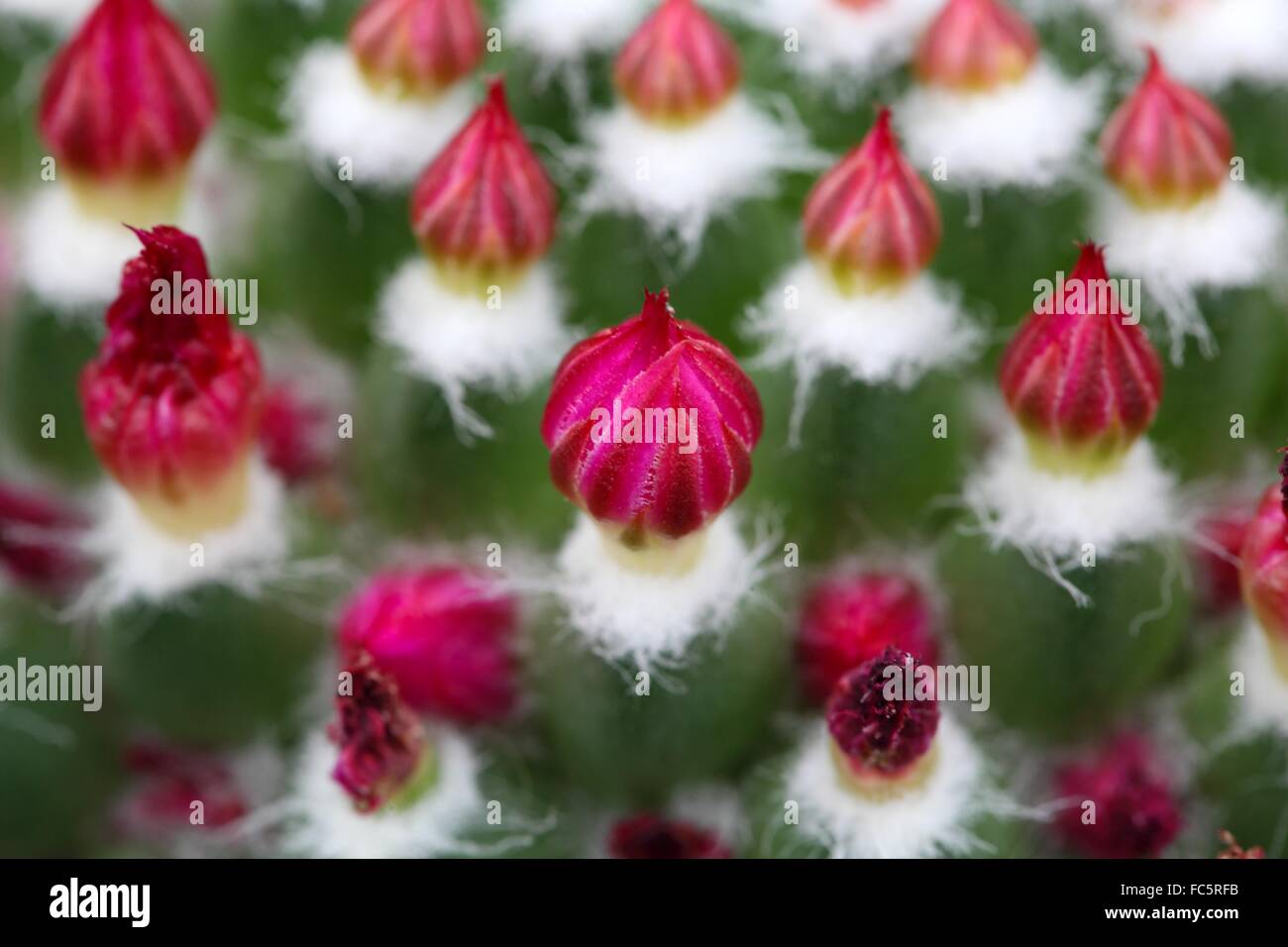 Macro photography of cactus buds Stock Photo - Alamy