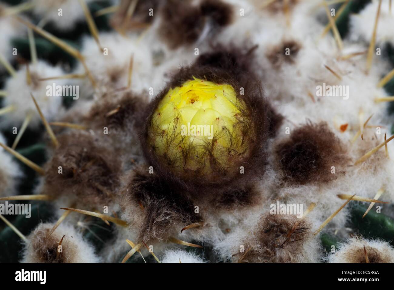 Bud structure hi-res stock photography and images - Alamy