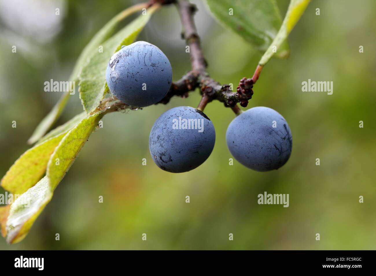 Fruits of the blackthorn Prunus spinosa Stock Photo - Alamy