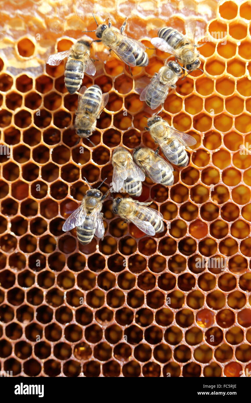 Beehive cluster hi-res stock photography and images - Alamy