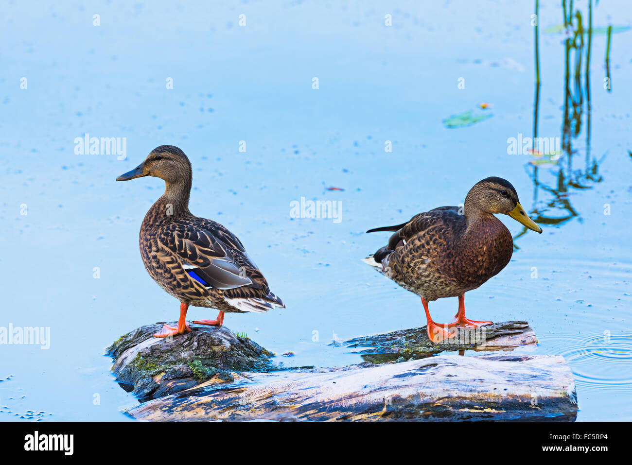 Two beautiful brown duck hi-res stock photography and images - Alamy