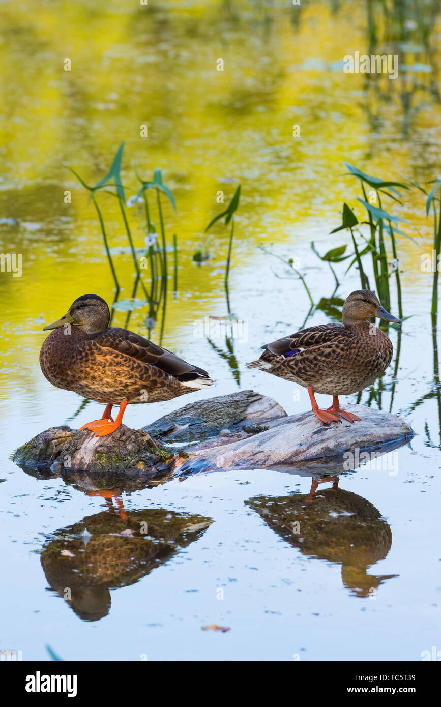 Duck pose hi-res stock photography and images - Alamy