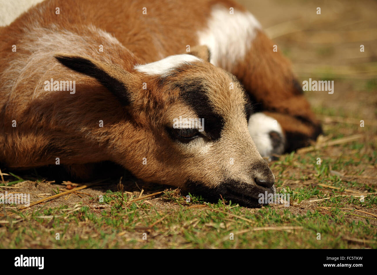 Junge ziege hi-res stock photography and images - Alamy