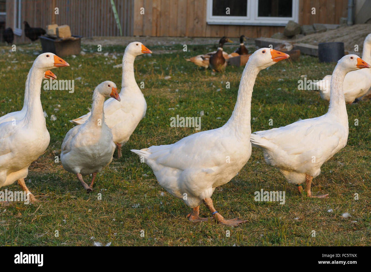 Emdener gans hi-res stock photography and images - Alamy