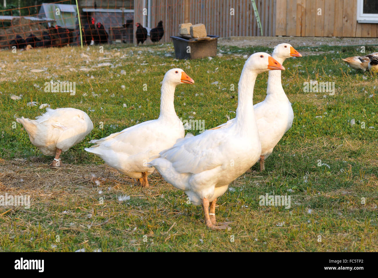Emder gaense hi-res stock photography and images - Alamy