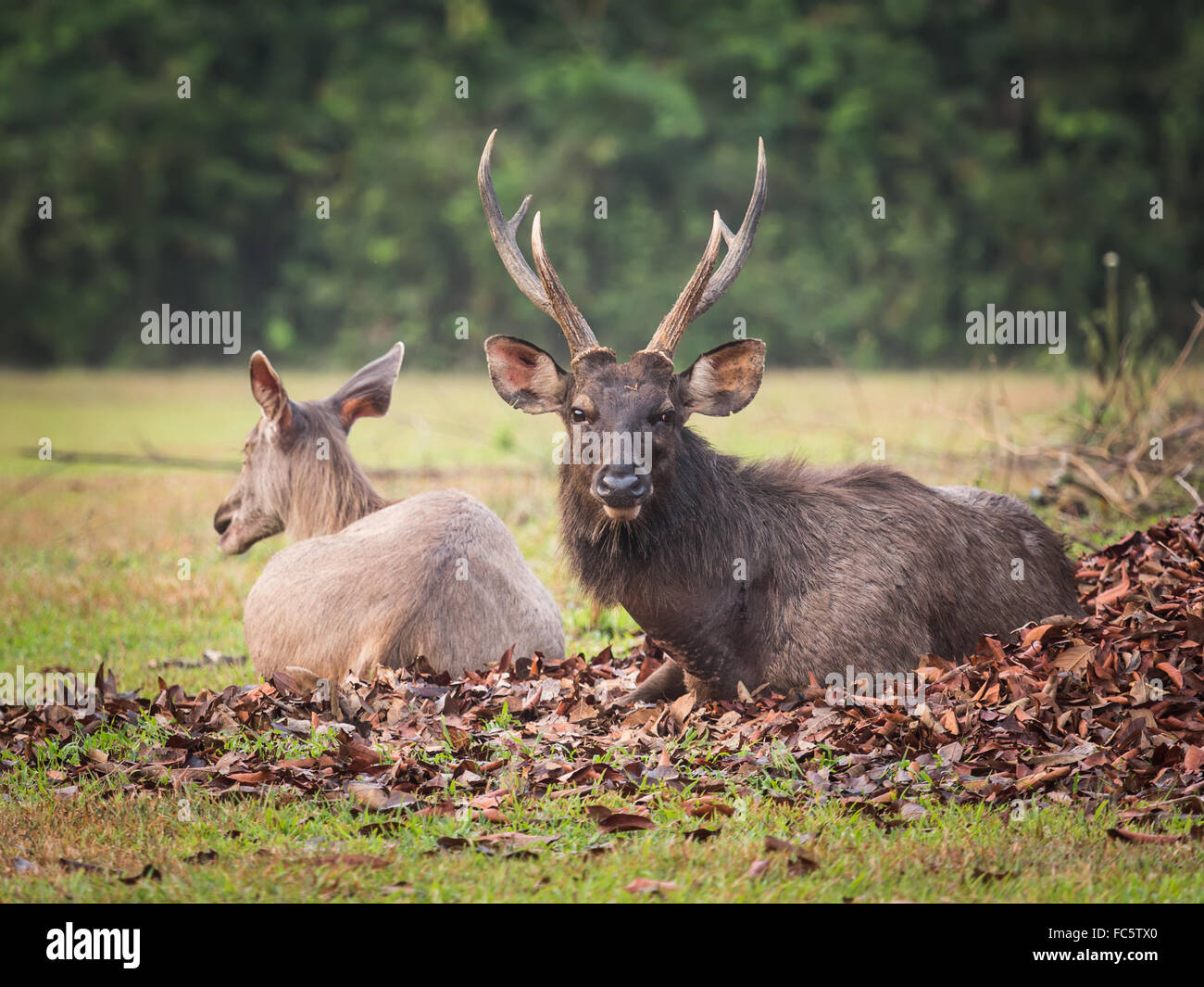 Sambar Stag And Doe High Resolution Stock Photography and Images - Alamy