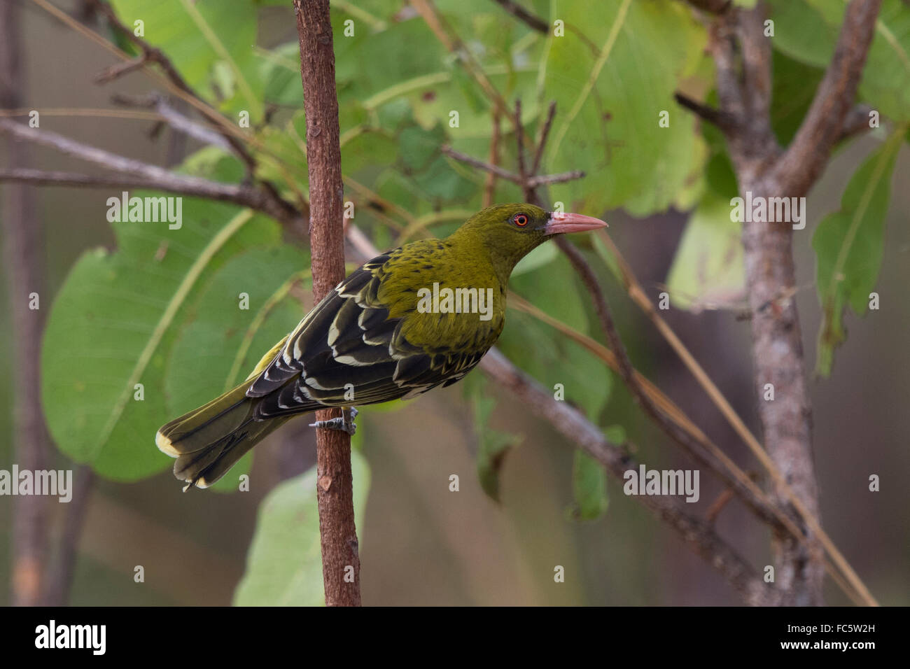 Green Oriole (Oriolus flavocinctus Stock Photo - Alamy