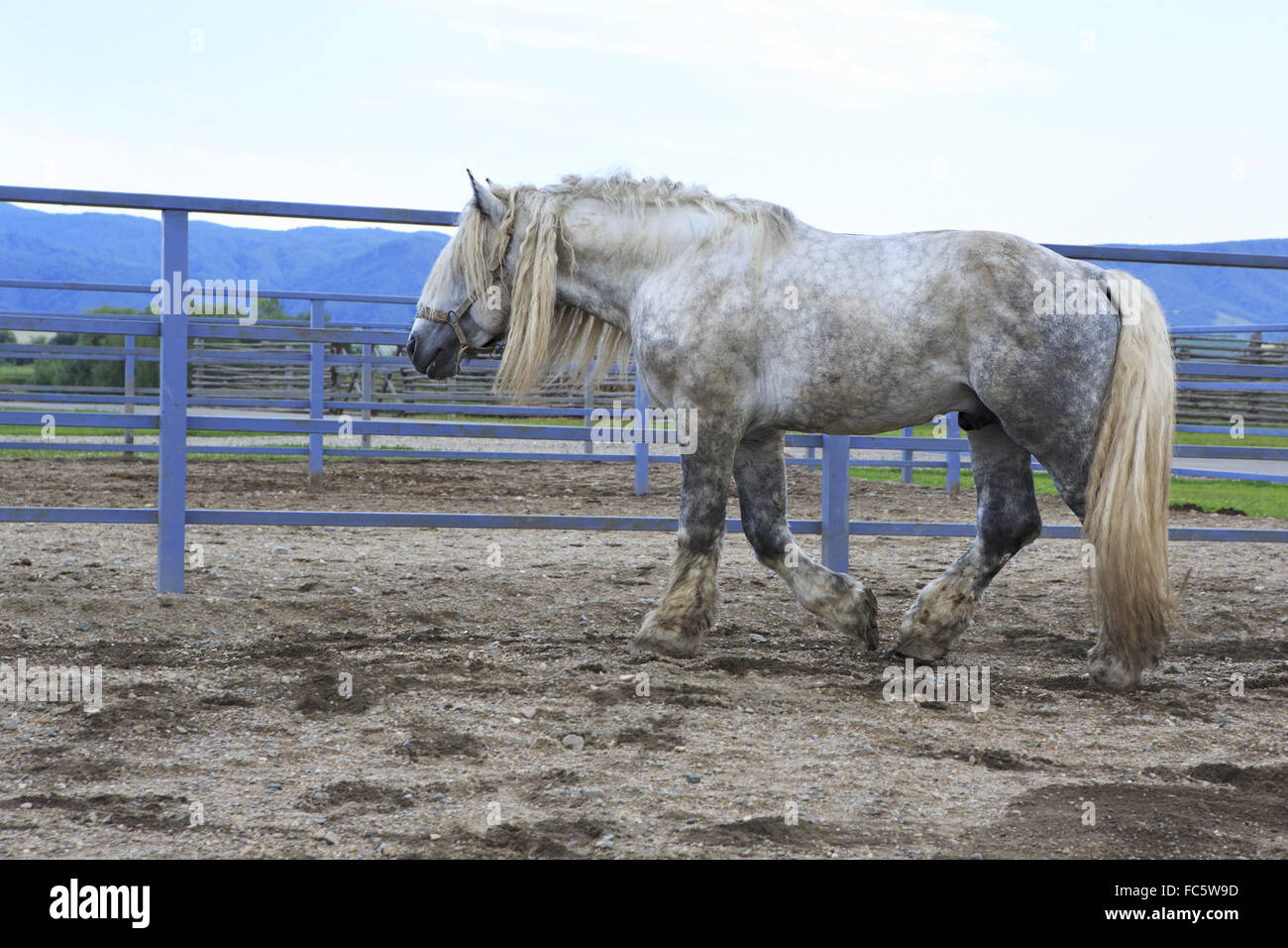 Beautiful stallion gray suit breed Percheron Stock Photo - Alamy