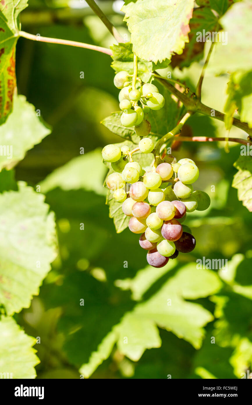 Autumn grapes hi-res stock photography and images - Alamy