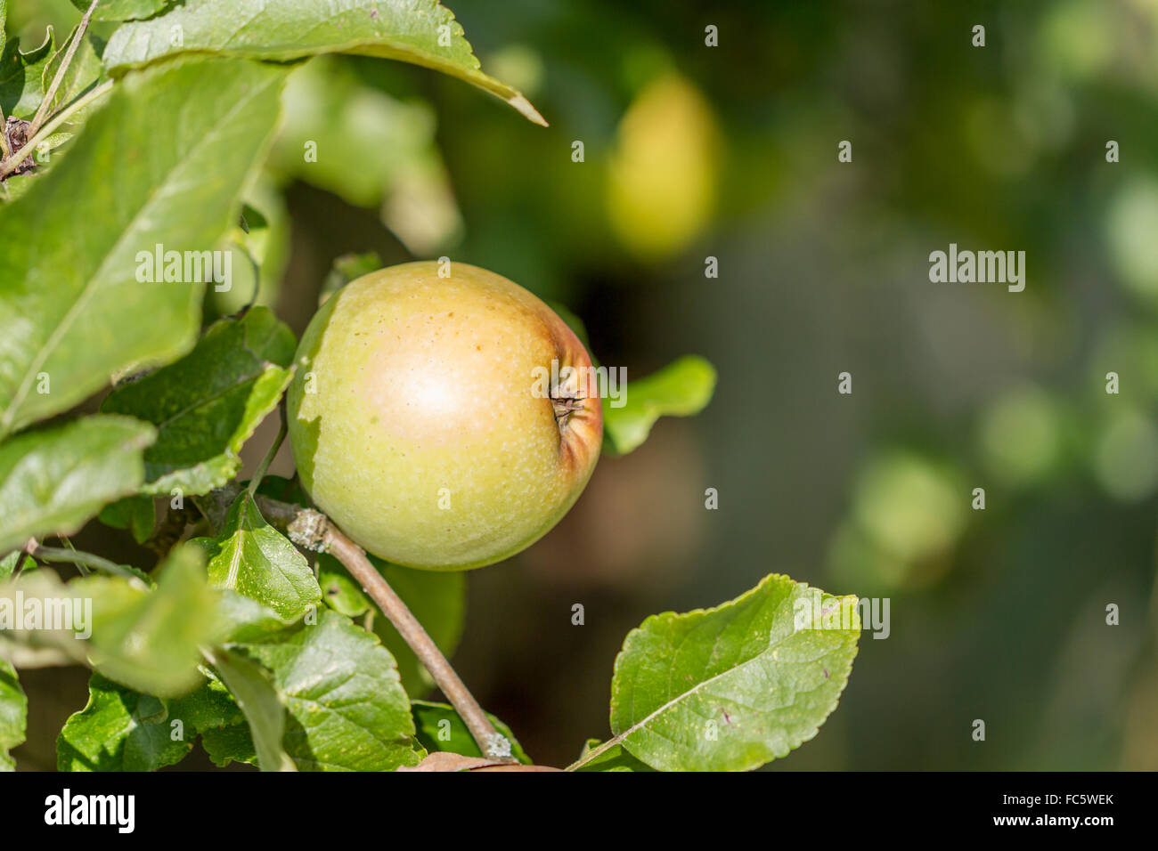 Apple in sunlight Stock Photo - Alamy
