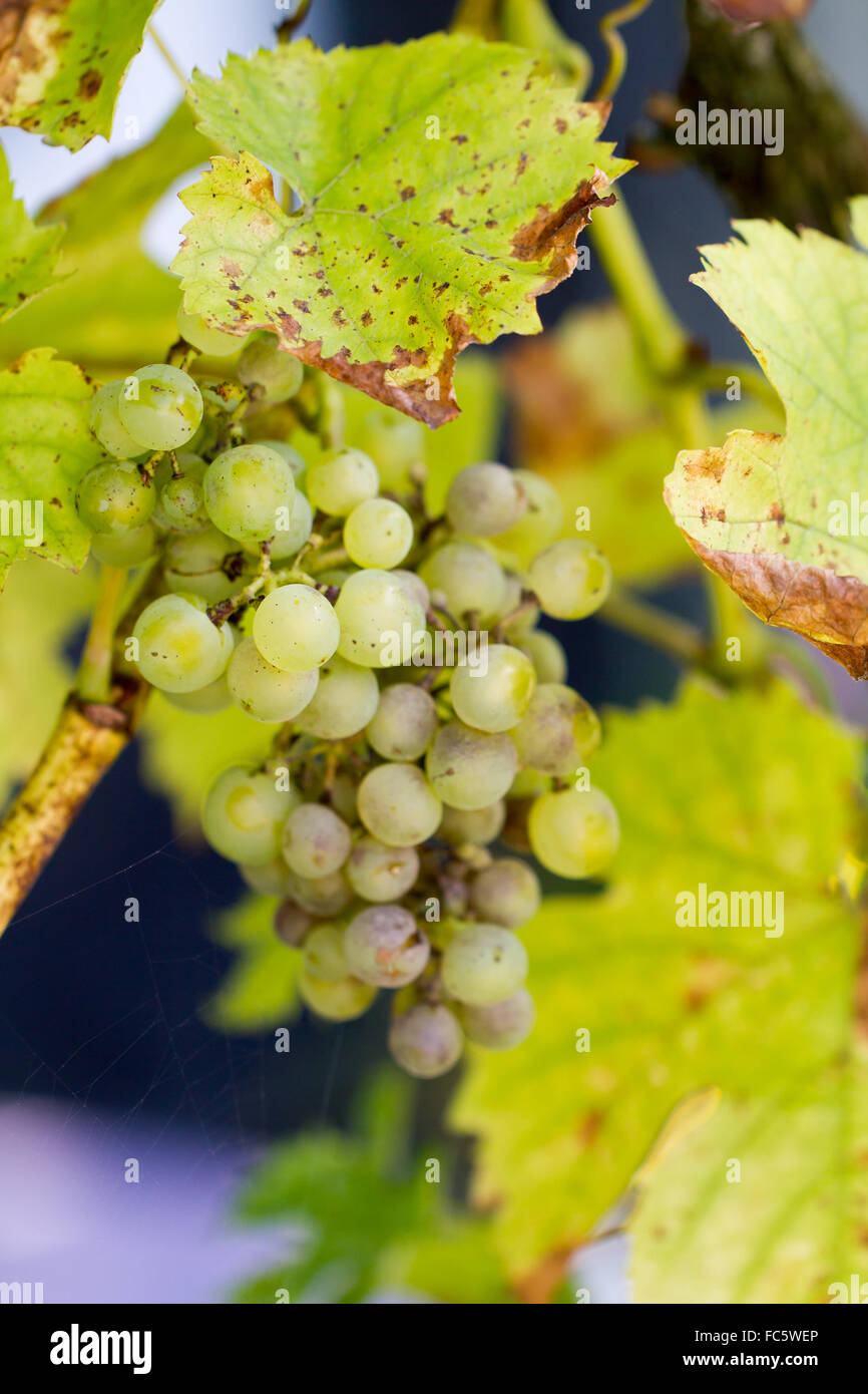 Closeup of ripe grapes Stock Photo - Alamy