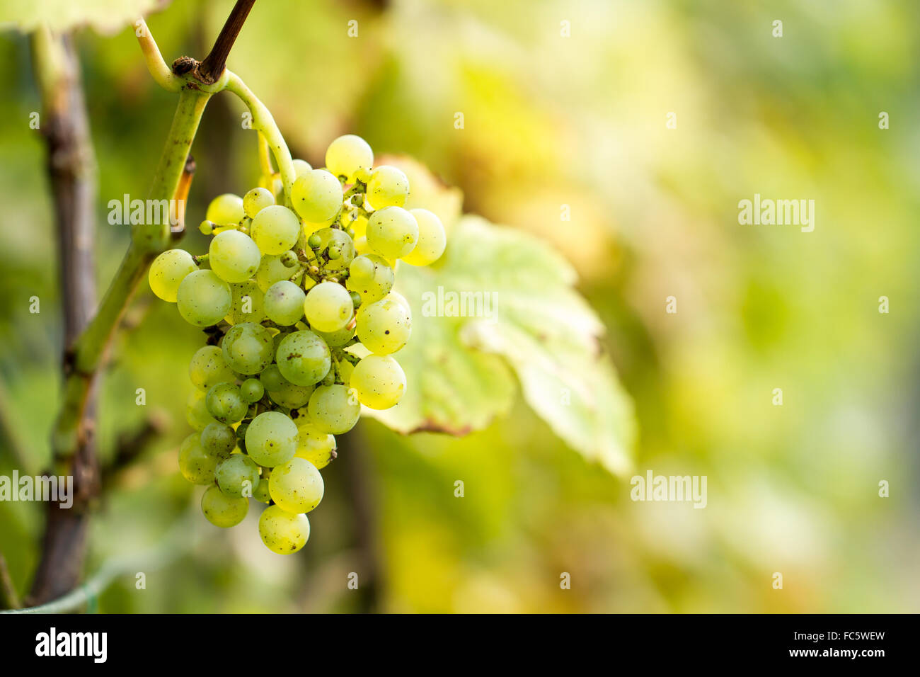 Grapes and sun hi-res stock photography and images - Alamy