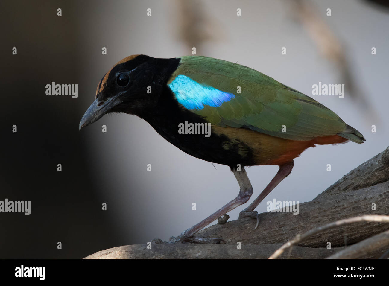 Rainbow Pitta (Pitta iris Stock Photo - Alamy