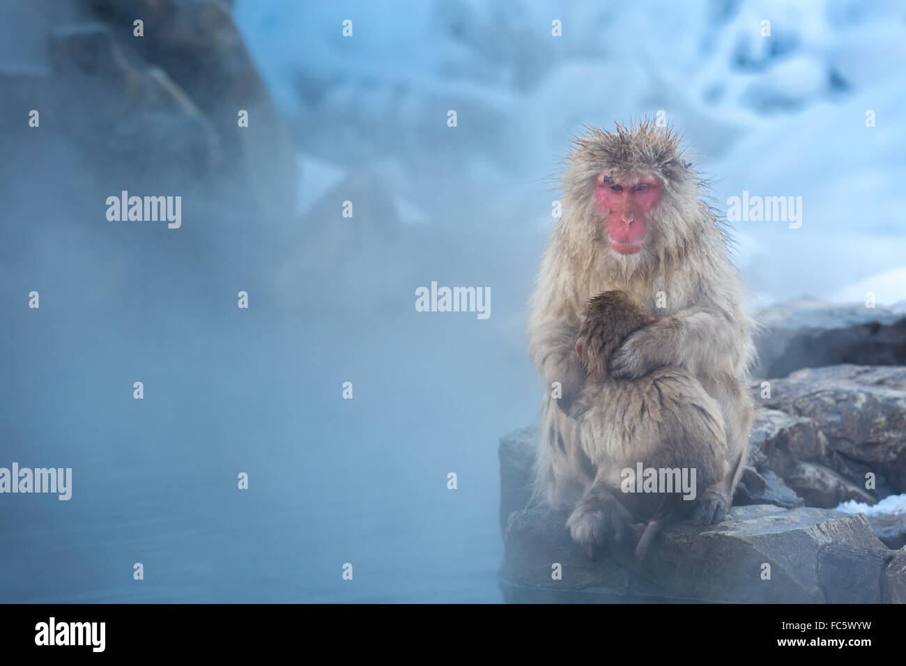 Snow monkey Macaque Onsen Stock Photo - Alamy