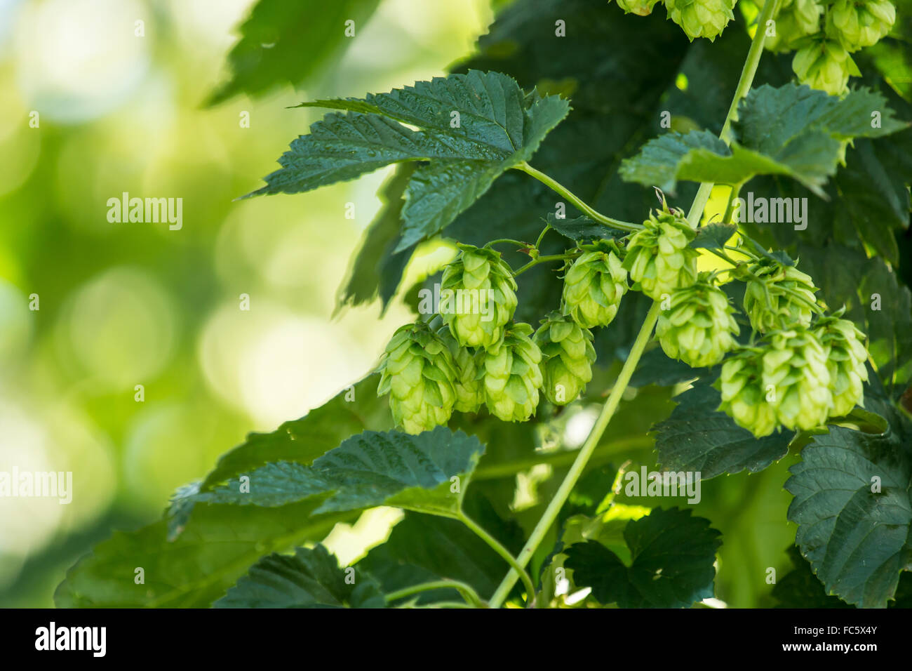 Ripe hop (Humulus lupulus) in a hop garden Stock Photo - Alamy