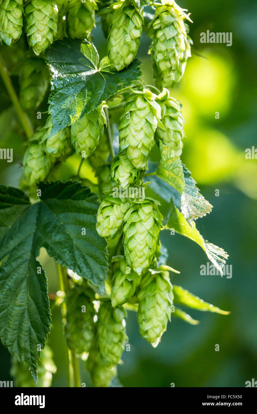 Ripe hop (Humulus lupulus) in a hop garden Stock Photo - Alamy
