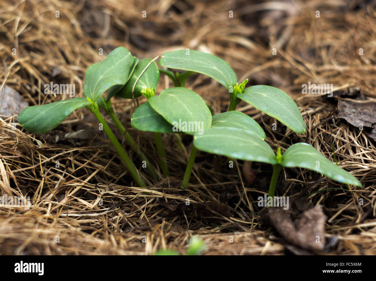 Young shoots of a cucumber Stock Photo - Alamy