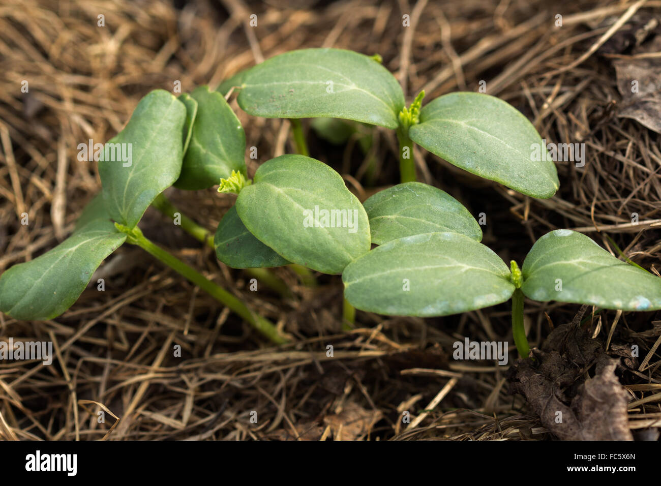 Young shoots of a cucumber Stock Photo - Alamy