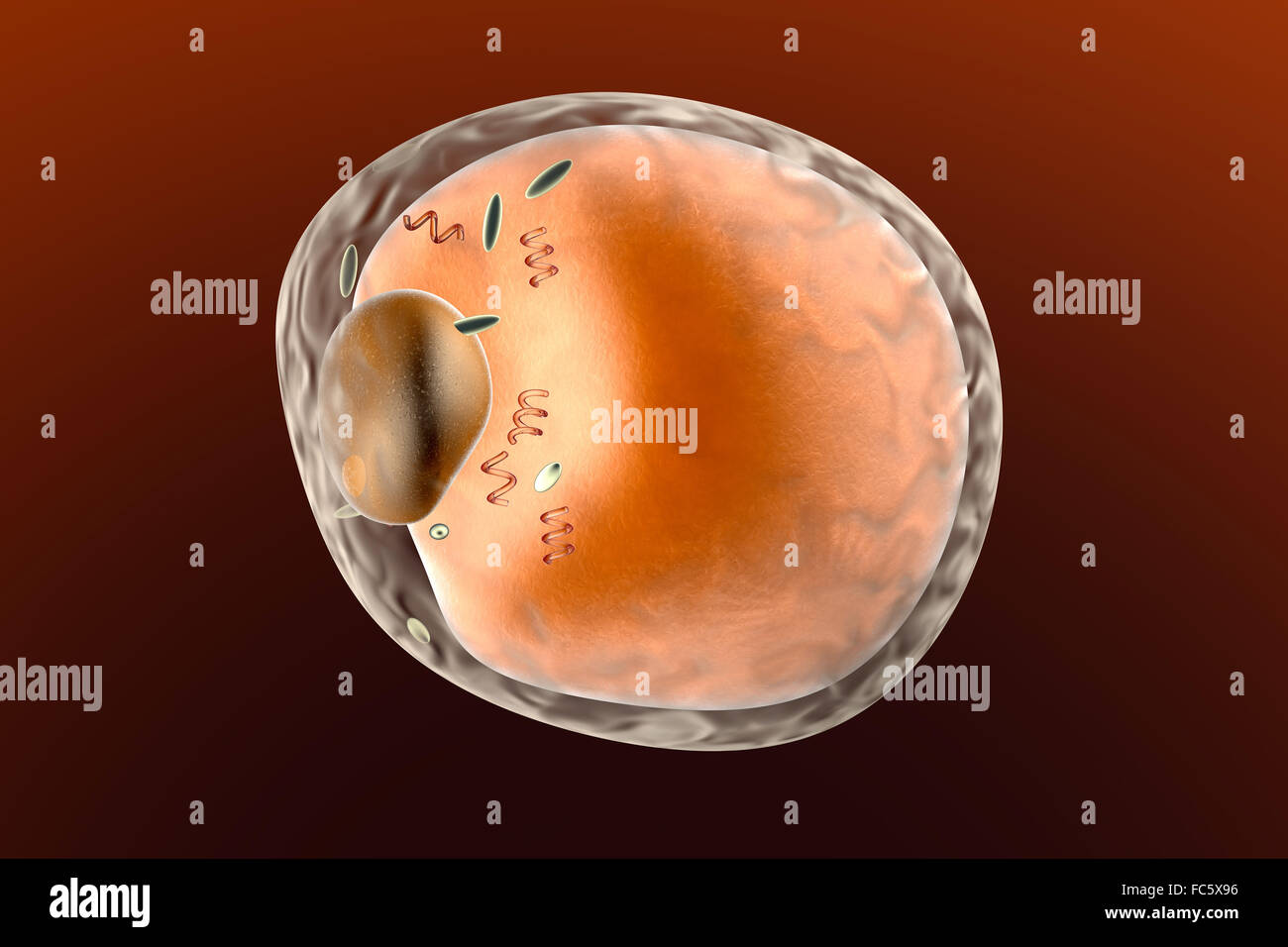 Lipocyte hi-res stock photography and images - Alamy