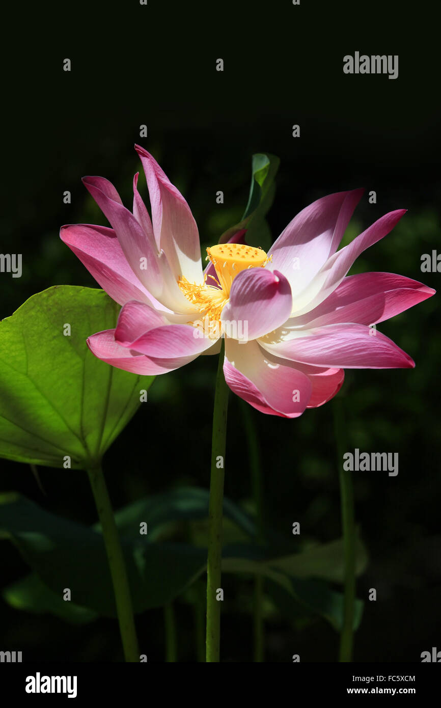 Pink water lilly Stock Photo - Alamy