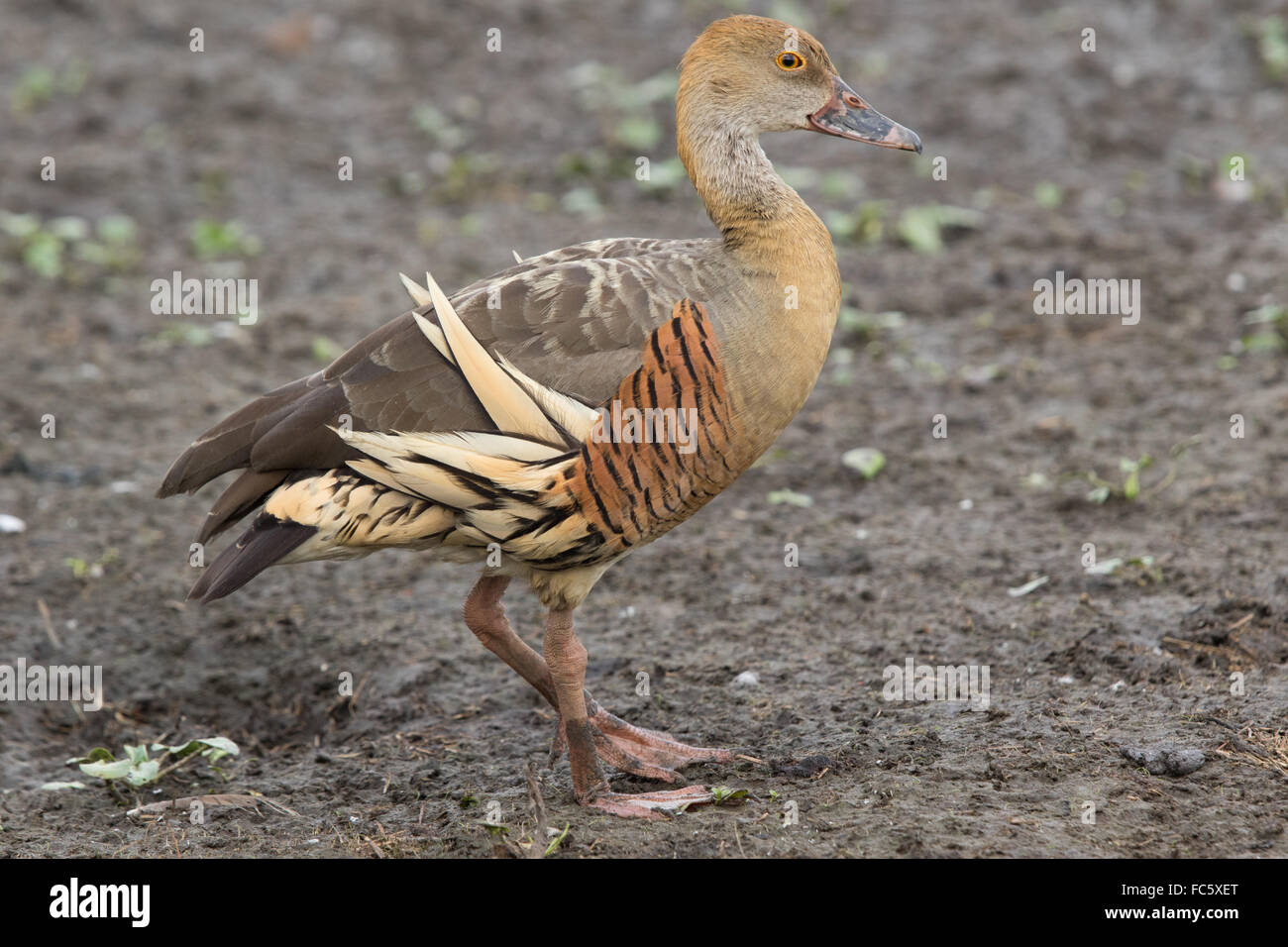 Plumed Whistling-duck (Dendrocygna eytoni Stock Photo - Alamy