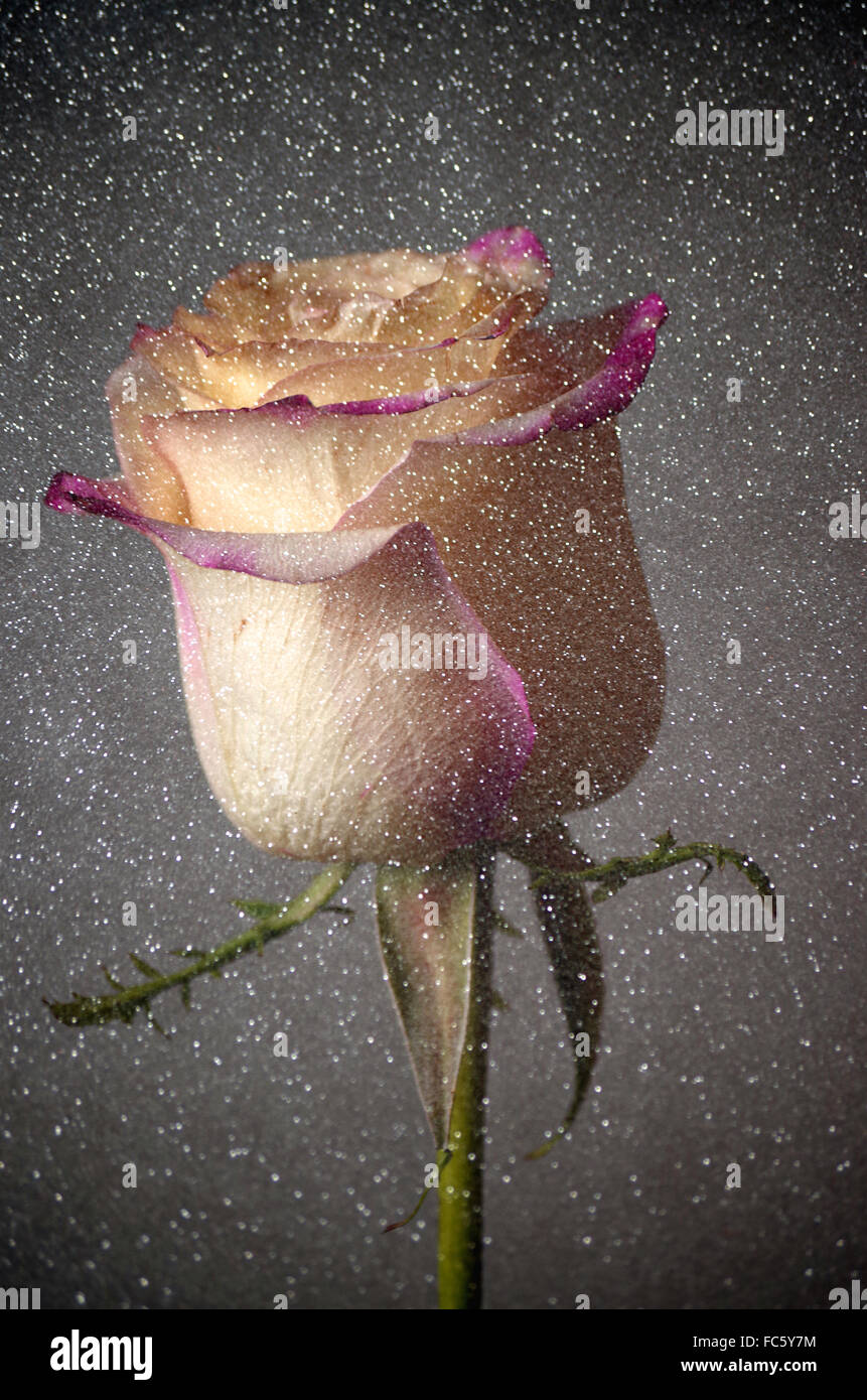 Only roses hi-res stock photography and images - Alamy