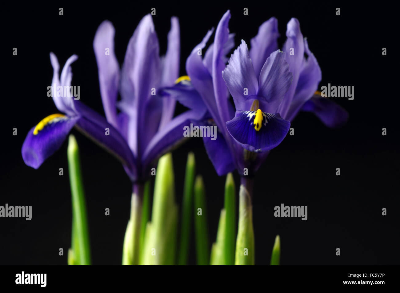 Schwarze iris blumen hi-res stock photography and images - Alamy