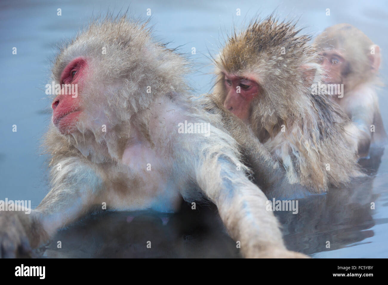 Snow monkey Macaque Onsen Stock Photo - Alamy