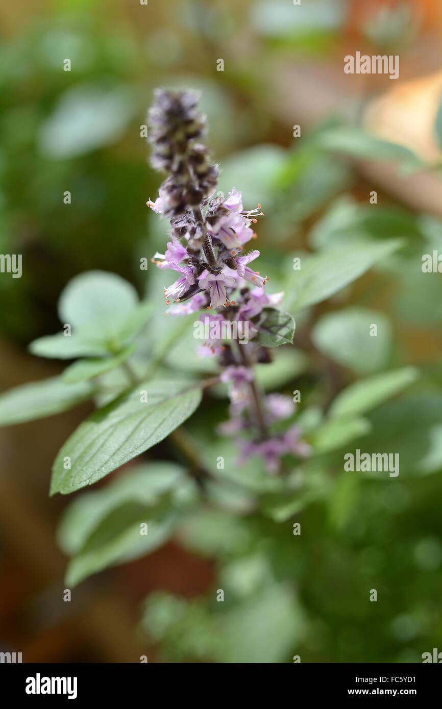 flowering basil in the summer Stock Photo - Alamy