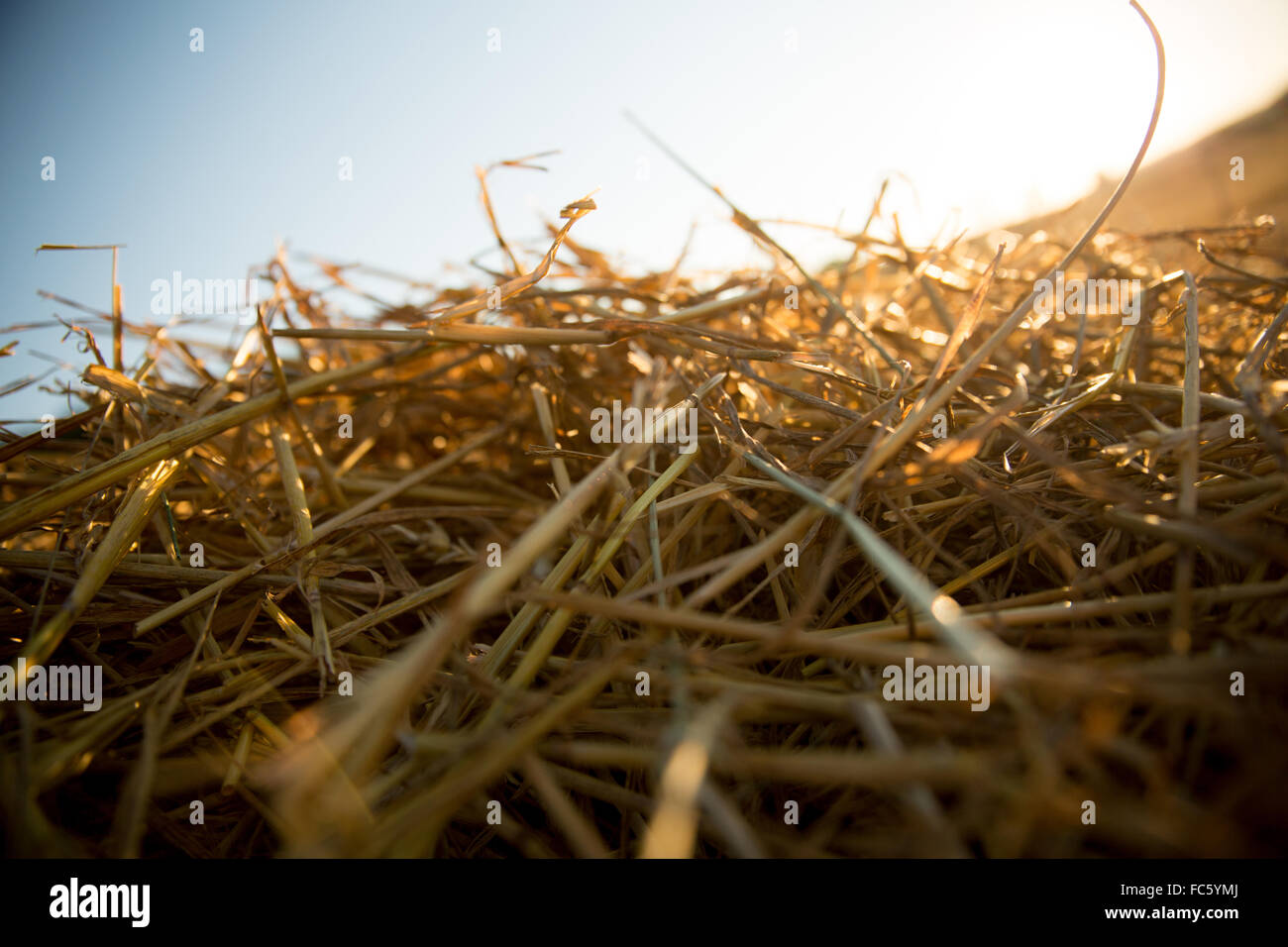 Hay in the sunset Stock Photo - Alamy