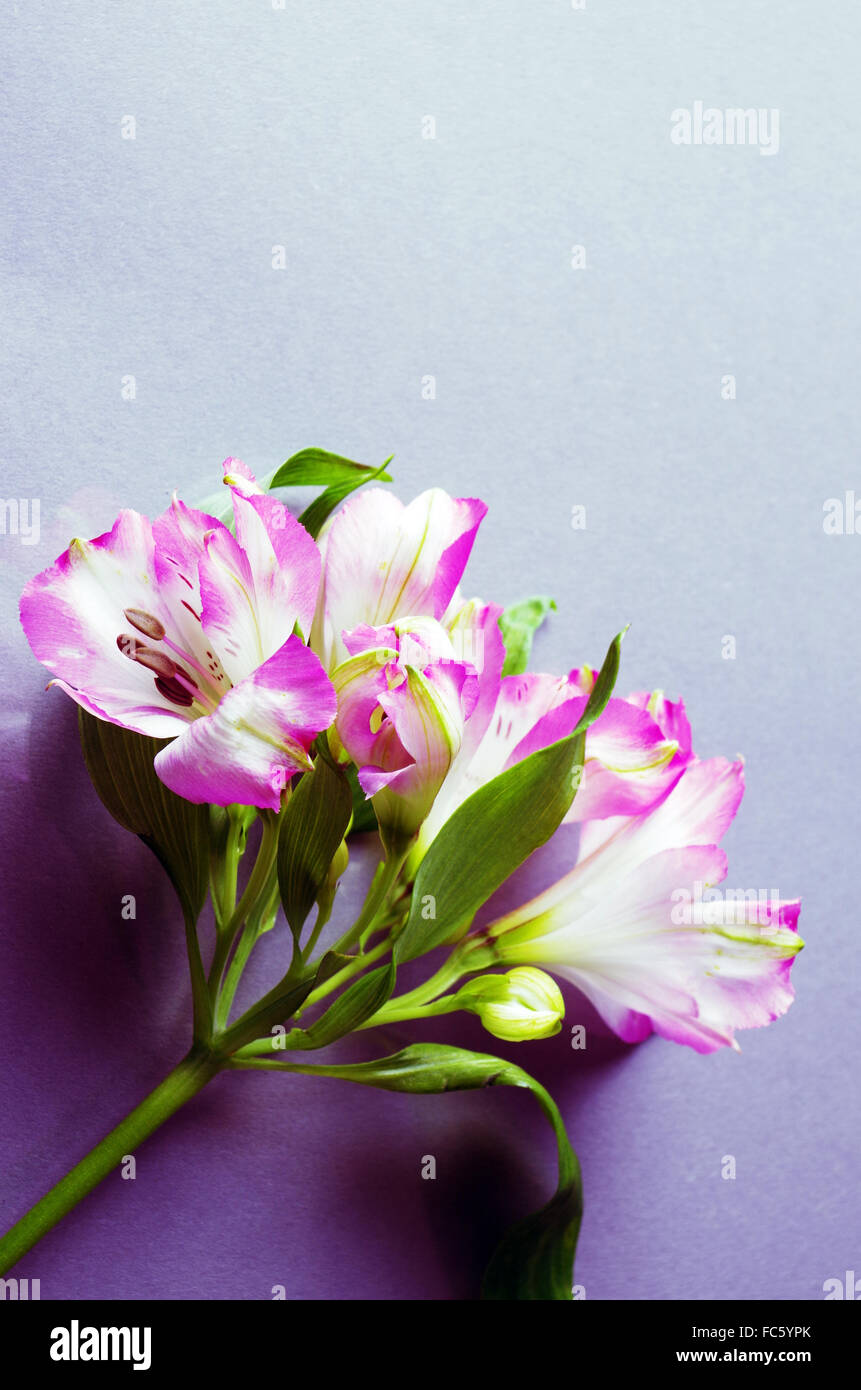 Peruvian lilys hi-res stock photography and images - Alamy