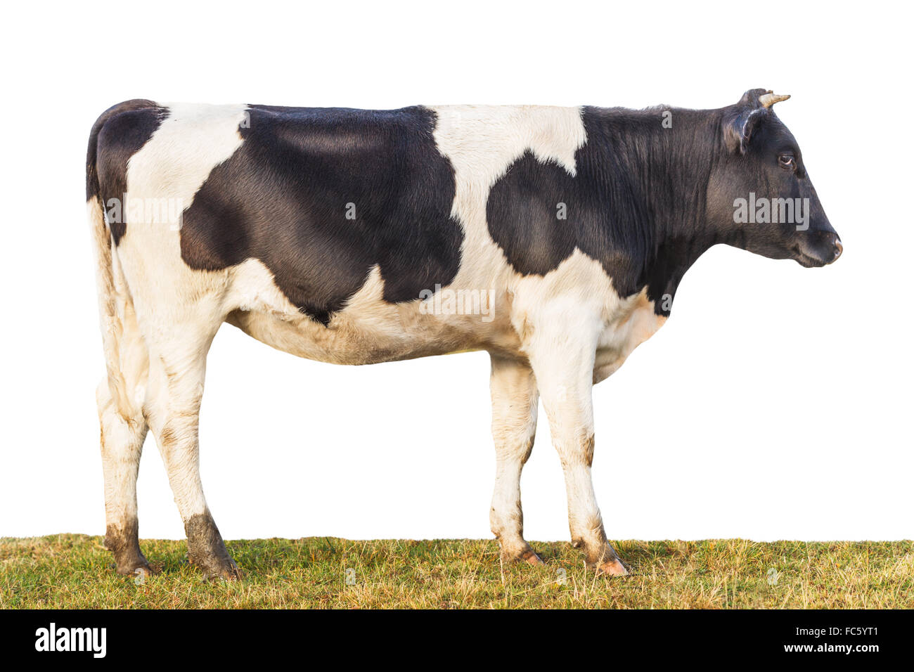 Side view of the isolated calf Stock Photo - Alamy