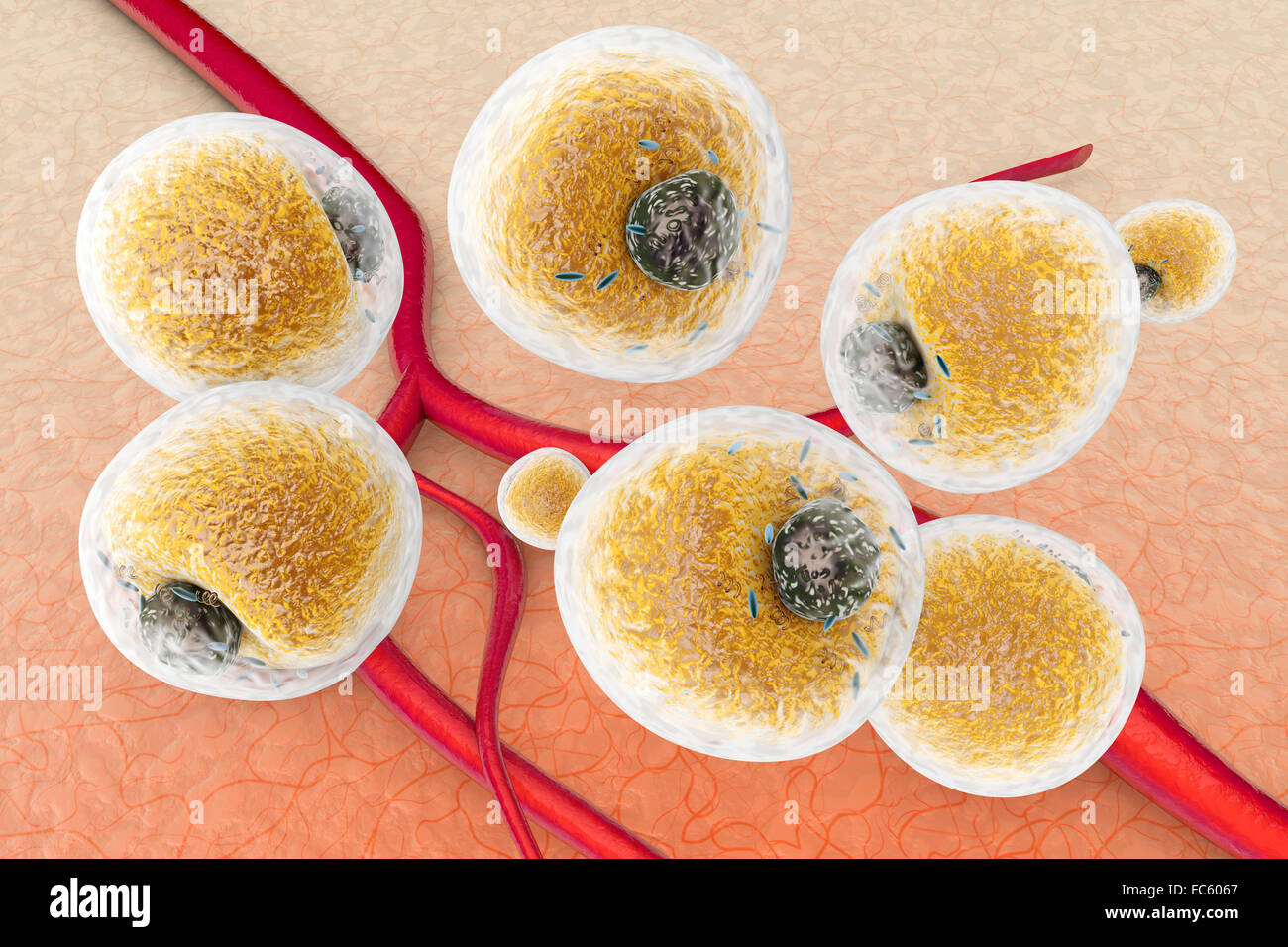 Fat Cells on human tissue Stock Photo - Alamy