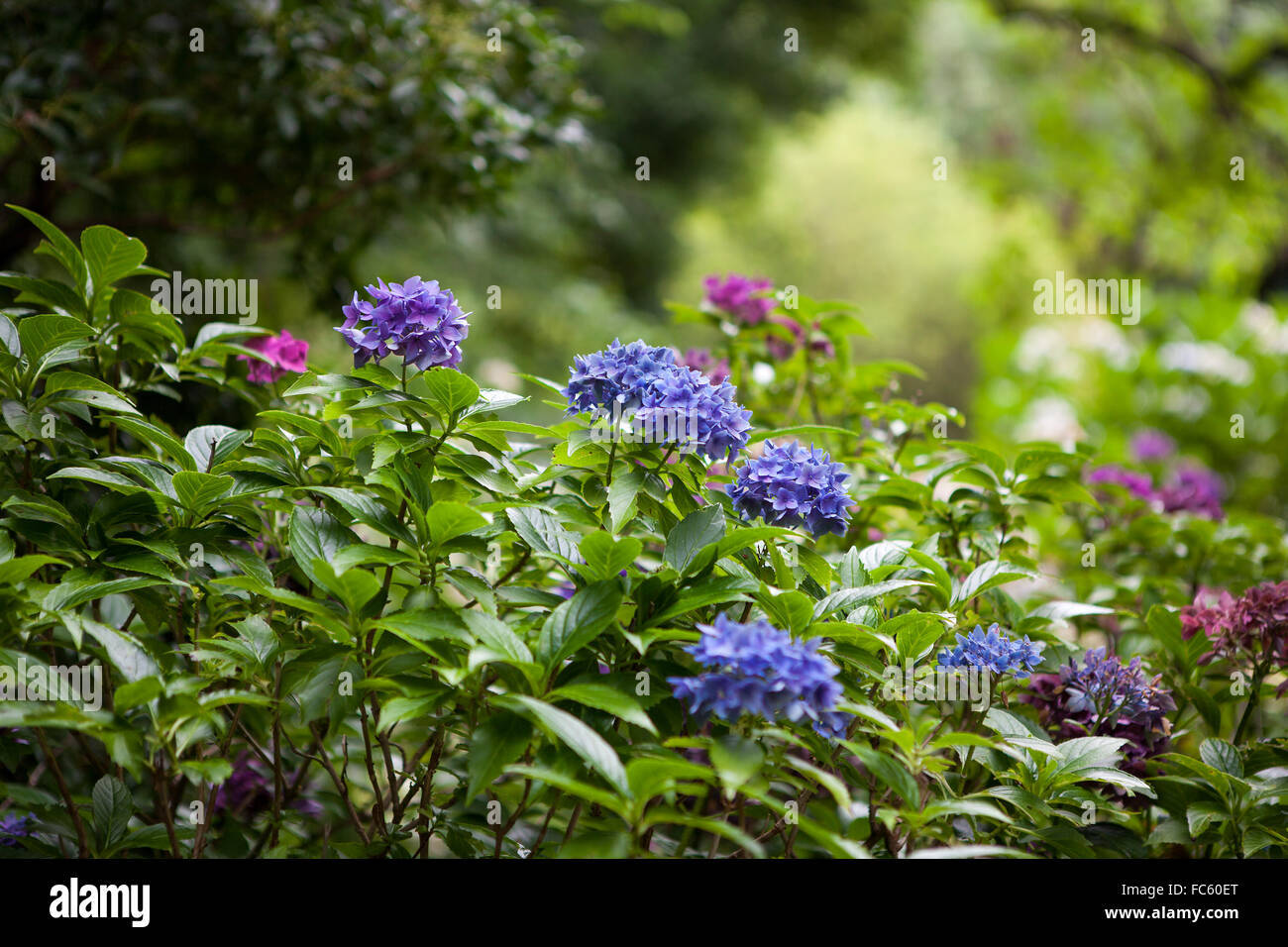 color hydrangea flowers in garden Stock Photo - Alamy