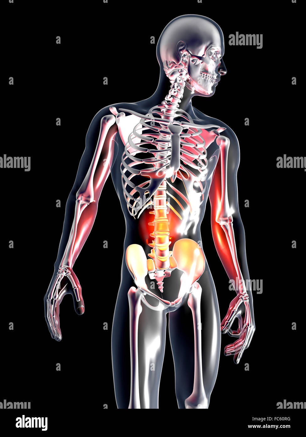 Anatomy - Stomach Stock Photo - Alamy
