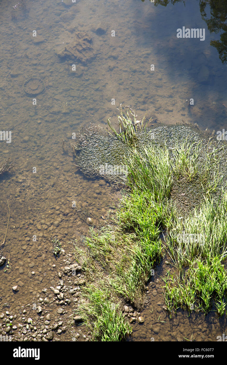 Plants floating in a muddy River Stock Photo - Alamy