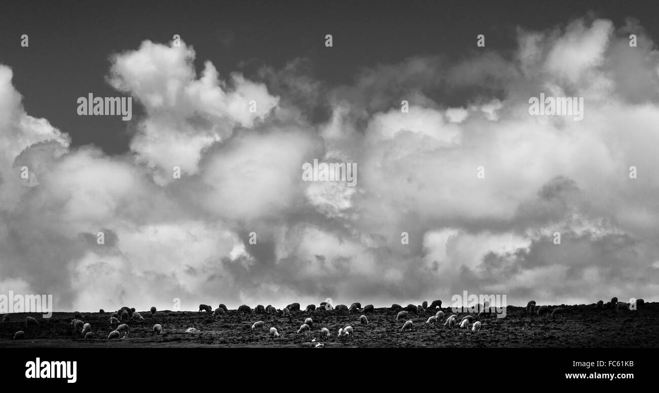 Peruvian shepherd Black and White Stock Photos & Images - Alamy