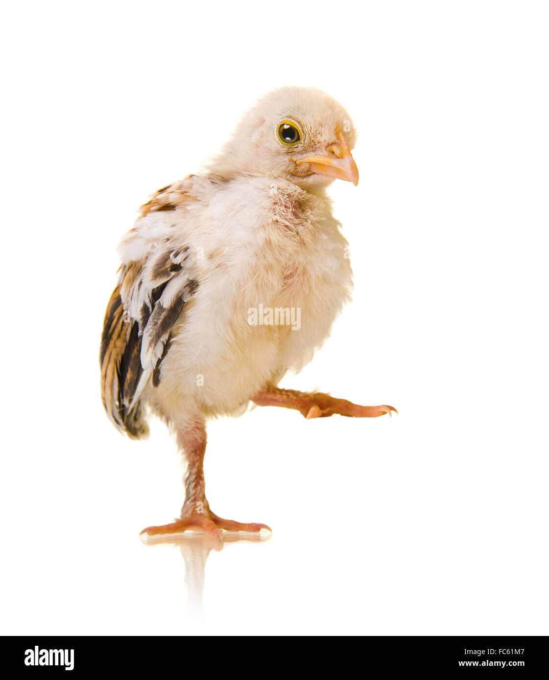 Little large Cut Out Stock Images & Pictures - Alamy