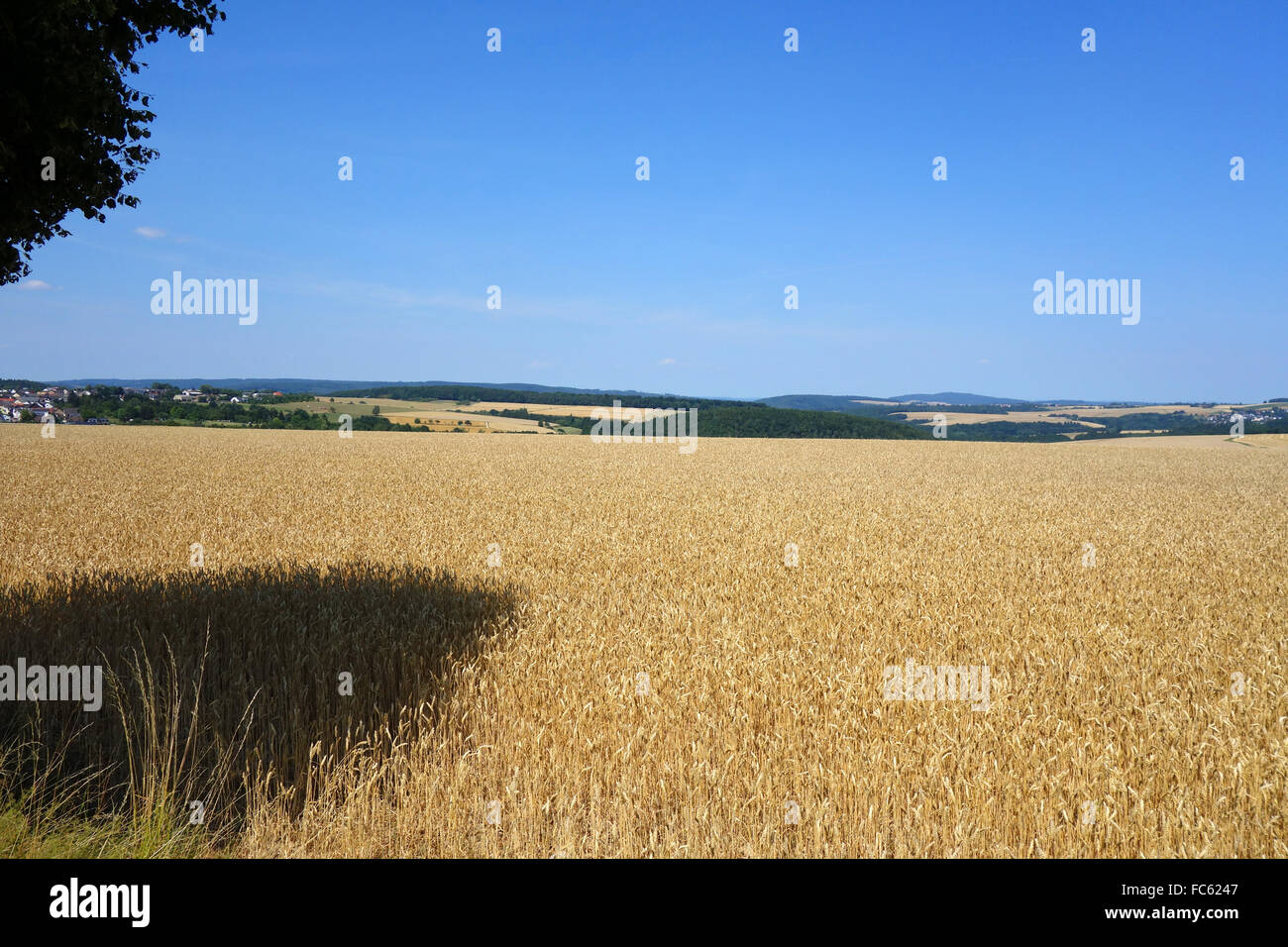 Wheat fields in Germany Stock Photo - Alamy