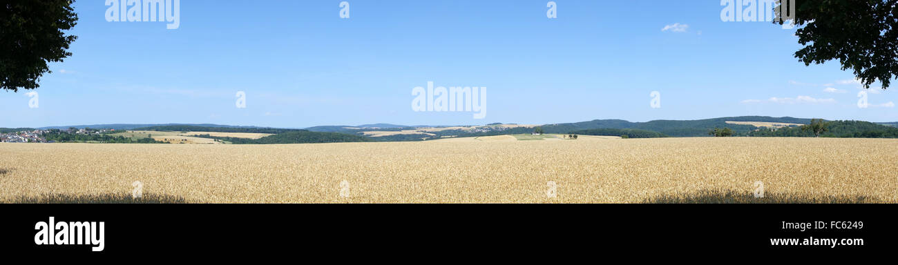 Wheat fields in Germany Stock Photo - Alamy