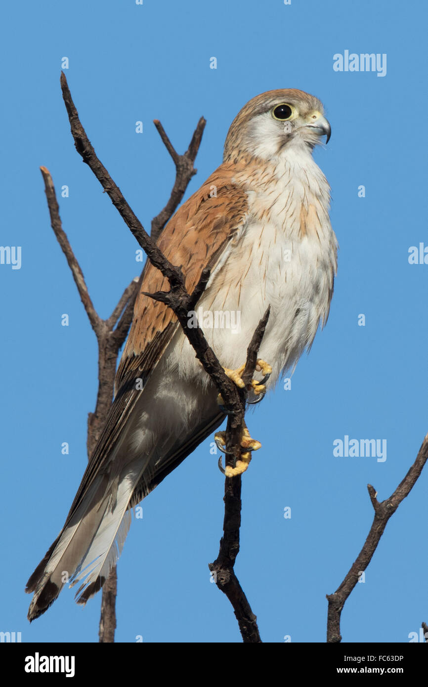 Australian kestrel hi-res stock photography and images - Alamy
